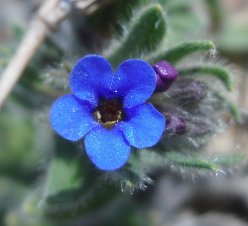 Dyer's alkanet (Alkanna tinctoria) Flower, Leaf, Care, Uses - PictureThis