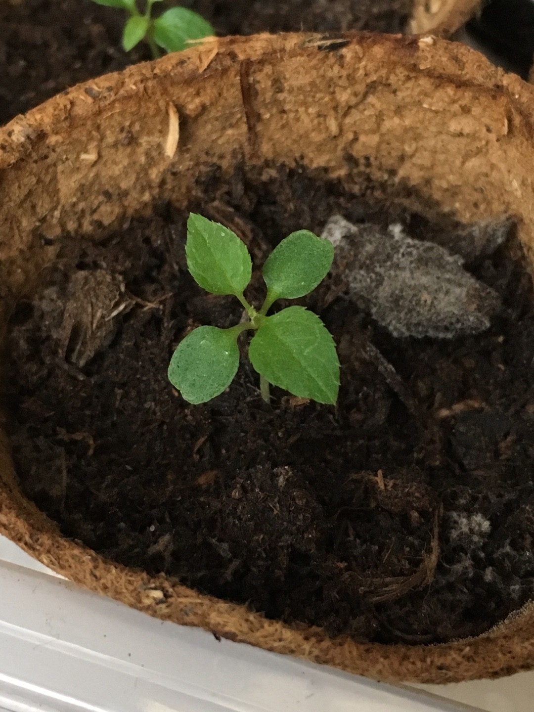 Montane bedstraw (Galium paradoxum) Flower, Leaf, Care, Uses - PictureThis