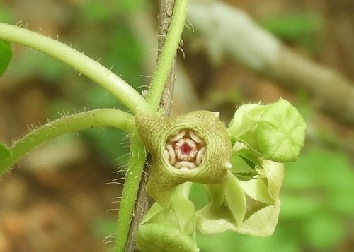 Dictyanthus sepicola 照顧，種植，繁殖，開花時間 - PictureThis