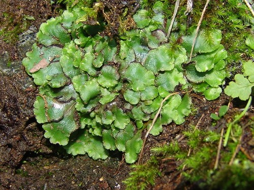 Asterella bolanderi Flower, Leaf, Care, Uses - PictureThis