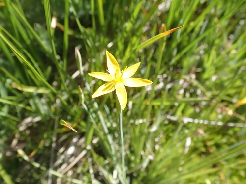 Flor de Agua (Sisyrinchium californicum) - PictureThis