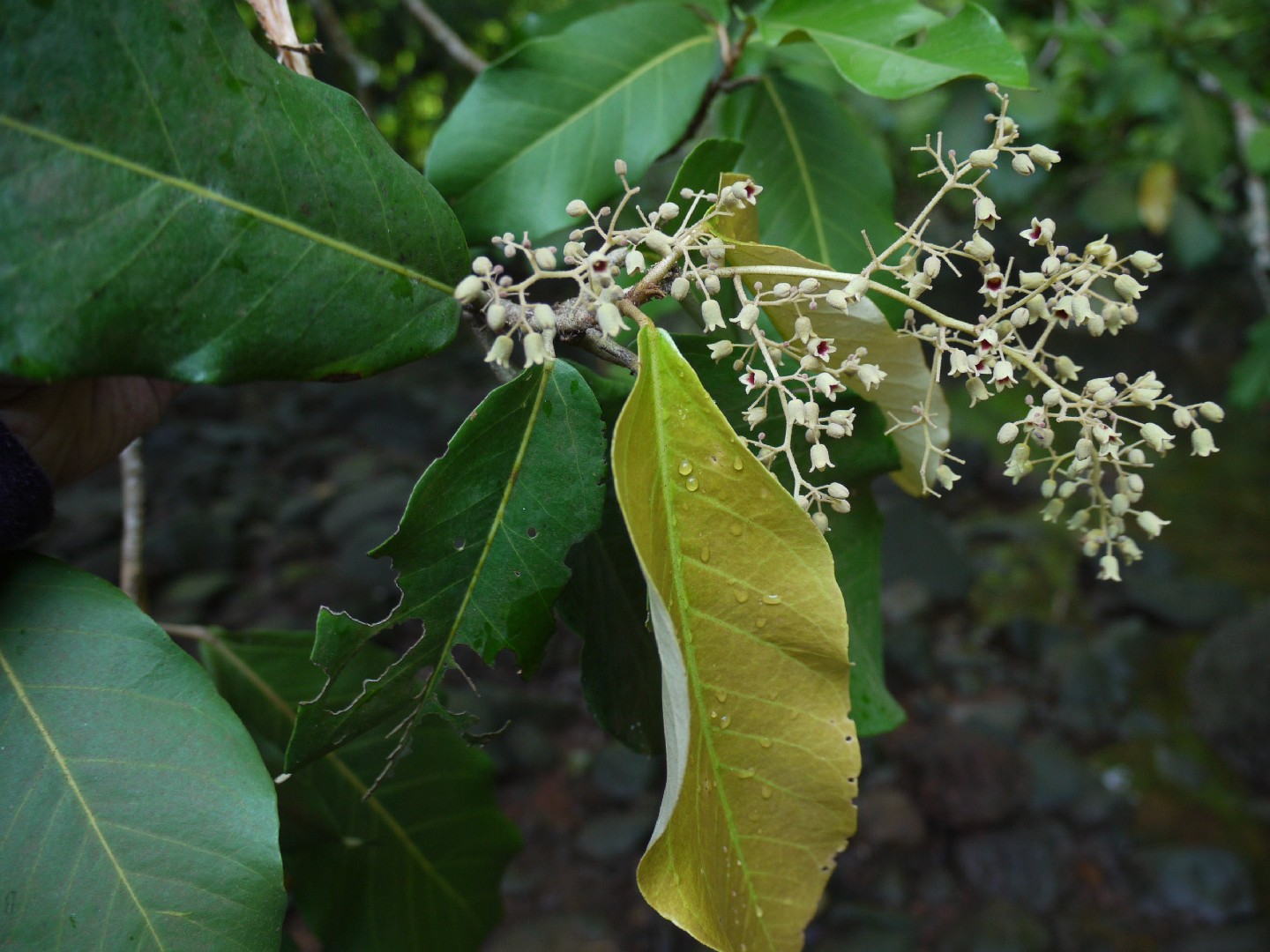 Taloto de Filipinas (Heritiera littoralis) - PictureThis