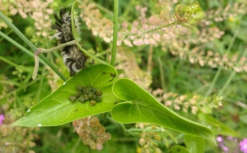 Fringed twinevine (Funastrum cynanchoides) Flower, Leaf, Care, Uses ...
