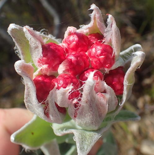 Syncarpha eximia - PictureThis