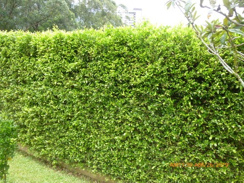 Swinglea glutinosa Care (Watering, Fertilize, Pruning, Propagation ...