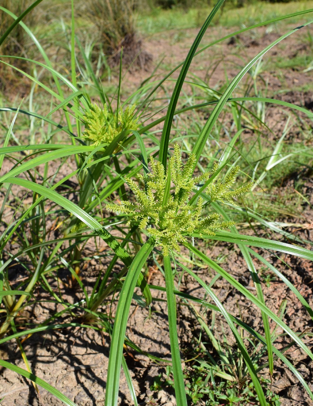 Redroot flatsedge (Cyperus erythrorhizos) - PictureThis