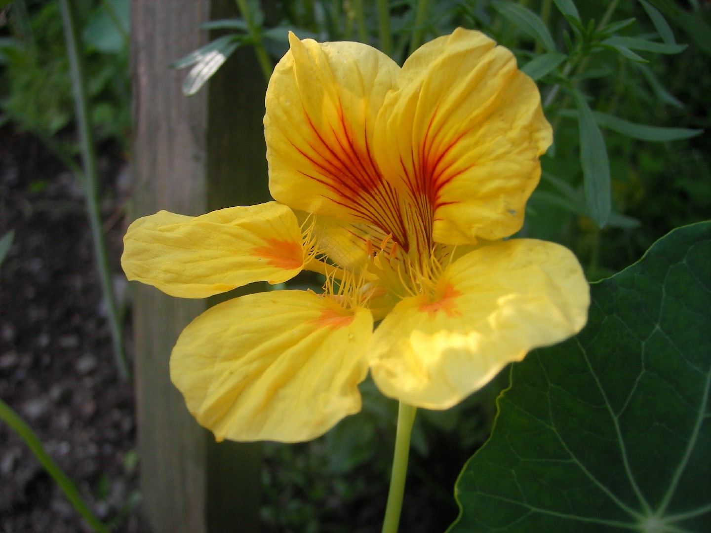 Garden nasturtium (Tropaeolum majus) Flower, Leaf, Care, Uses - PictureThis