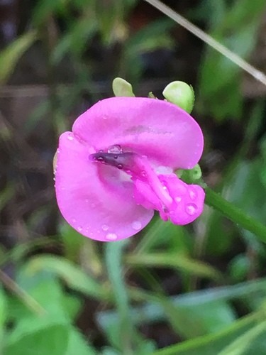 Strophostyles umbellata - PictureThis