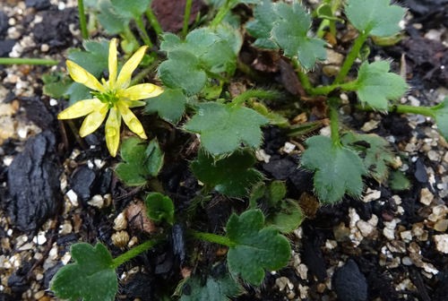 How to Grow and Care for Ranunculus stylosus