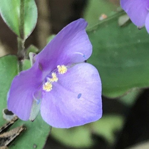 Tinantia pringlei - PictureThis