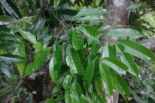 Castanopsis faberi Flower, Leaf, Care, Uses - PictureThis