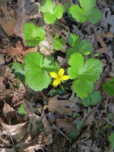 Geum fragarioides - PictureThis
