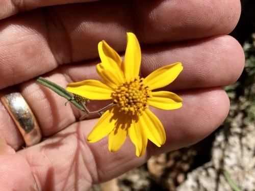 Longleaf false goldeneye (Heliomeris longifolia) Flower, Leaf, Care ...