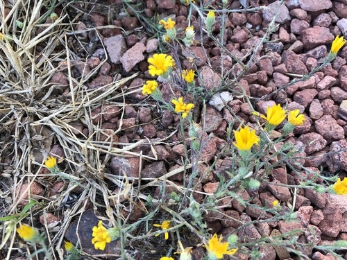 Xanthisma gracile - PictureThis