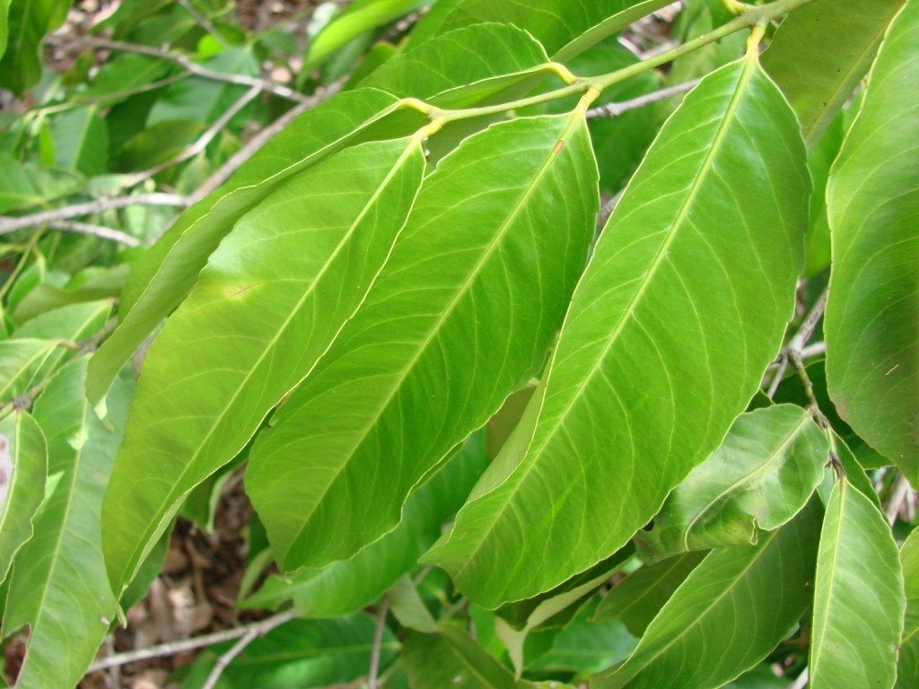 Cheiloclinium cognatum - PictureThis