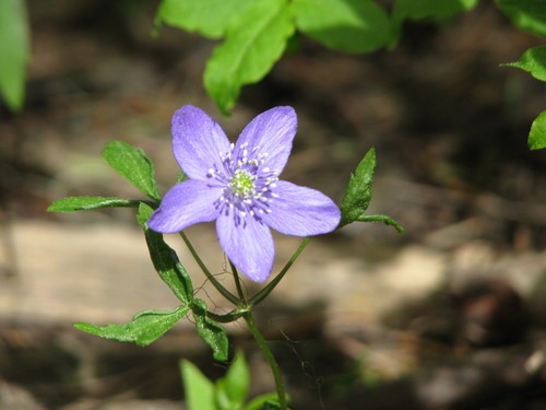 Anemone oregana - PictureThis