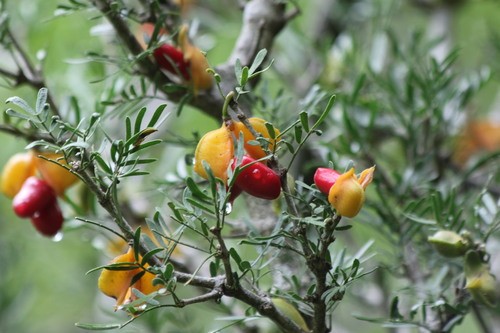 Porlieria angustifolia - PictureThis