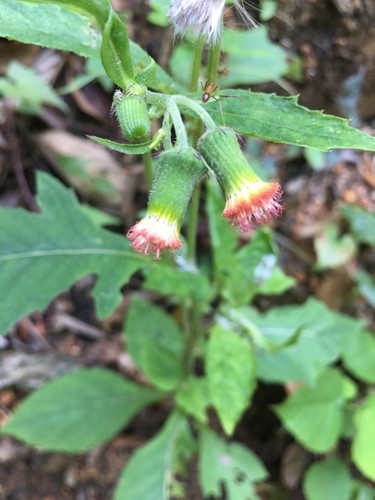 野茼蒿 (Crassocephalum crepidioides) 照顧，種植，繁殖，開花時間 - PictureThis