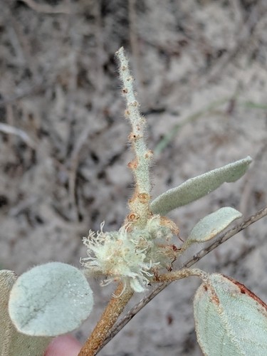 Cory's croton (Croton coryi) Flower, Leaf, Care, Uses - PictureThis