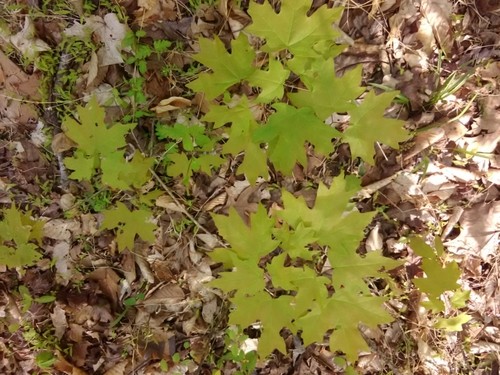 How to Plant and Grow Southern Sugar Maple(Acer barbatum)