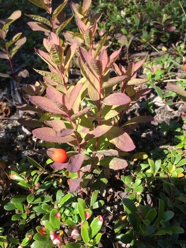 Northern comandra (Geocaulon) Flower, Leaf, Care, Uses - PictureThis