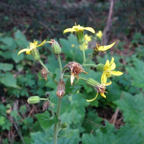 Roldana Care (Watering, Fertilize, Pruning, Propagation) - PictureThis