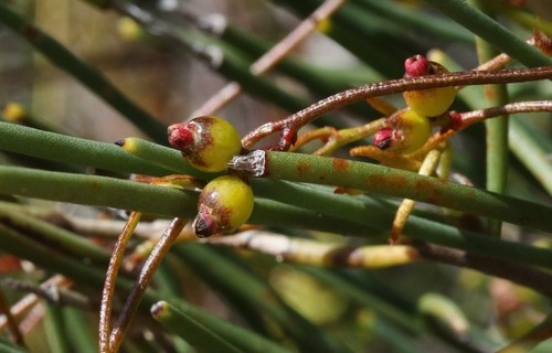 Cassytha - PictureThis