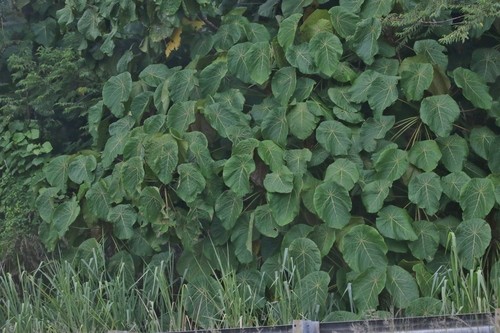 Macaranga Flower, Leaf, Care, Uses - PictureThis