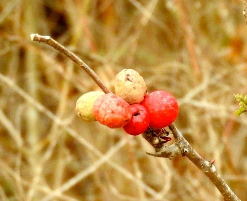Jocote (Spondias purpurea) - PictureThis