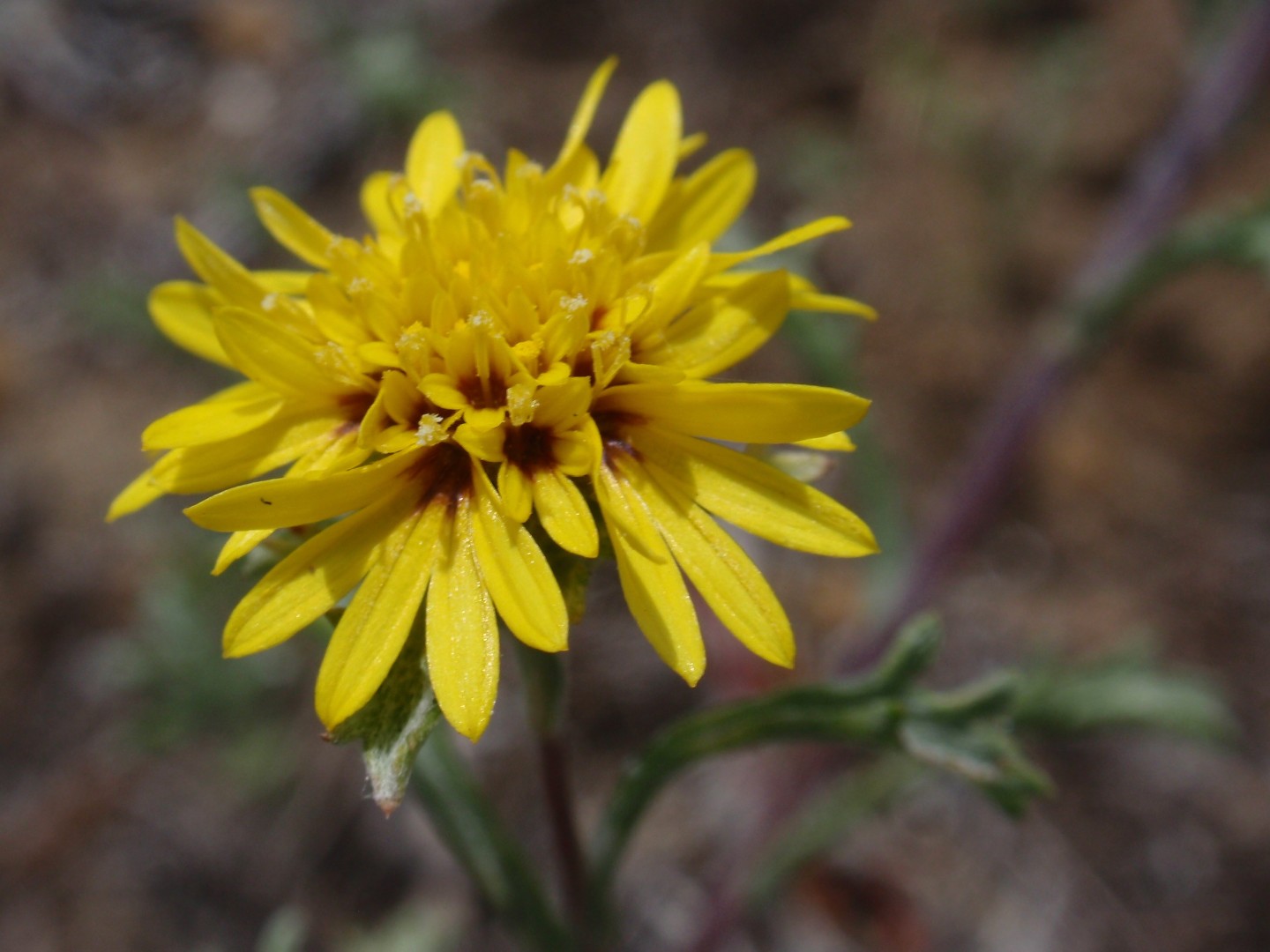 Lessingia Flower, Leaf, Care, Uses - PictureThis