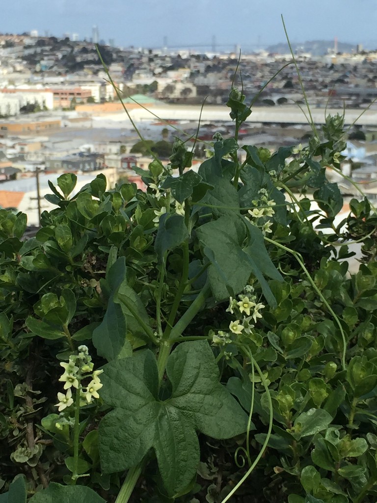 California manroot (Marah fabacea) Flower, Leaf, Care, Uses - PictureThis