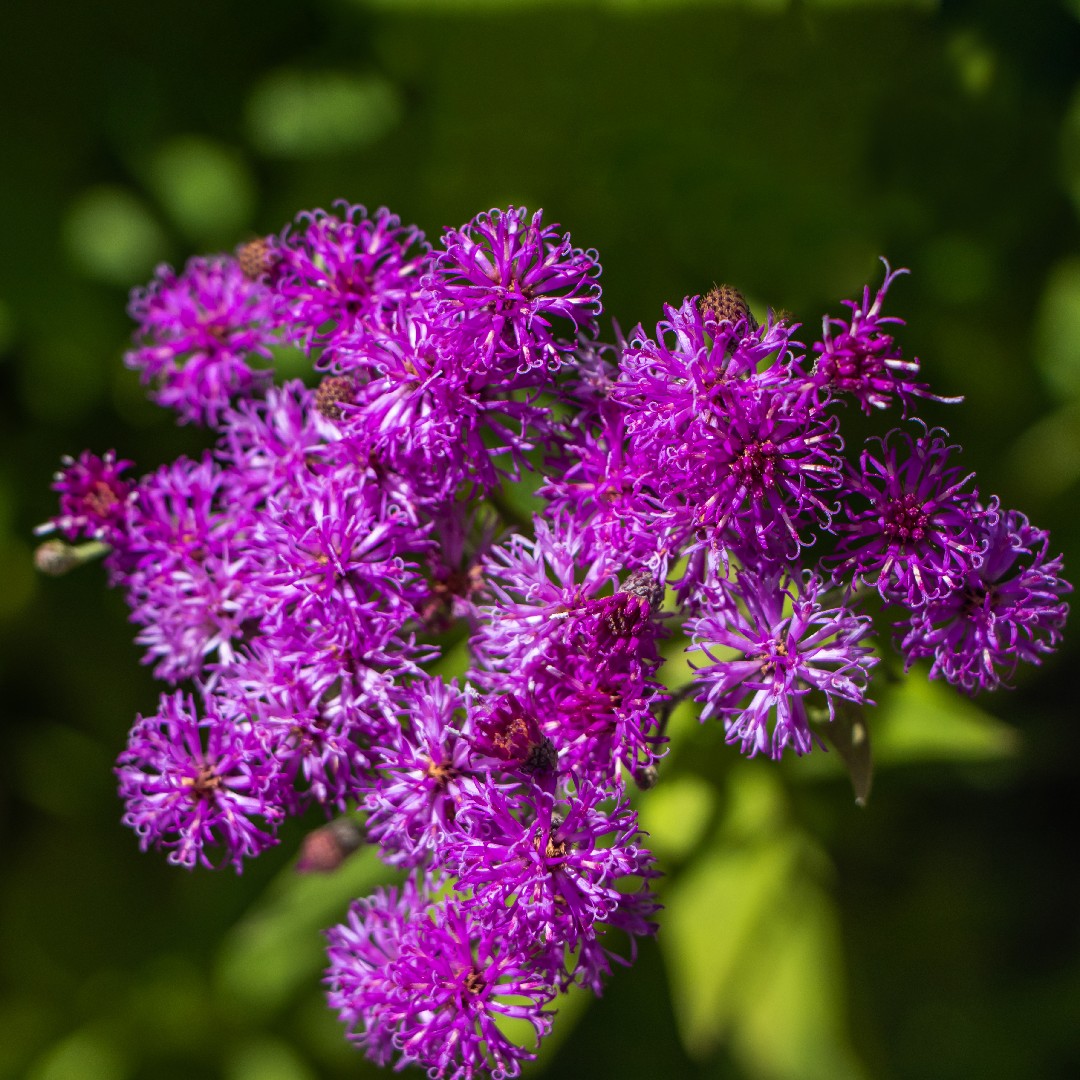 Vernonia (Vernonia) Flower, Leaf, Care, Uses - PictureThis