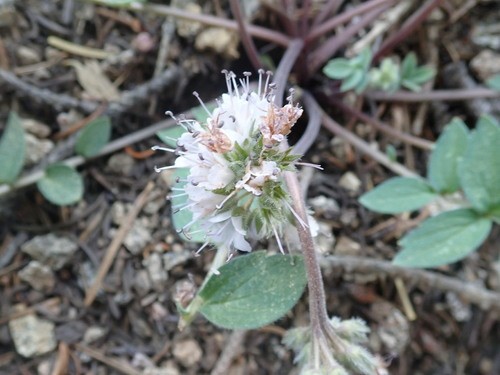 Hoja de agua occidental (Hydrophyllum occidentale) - PictureThis