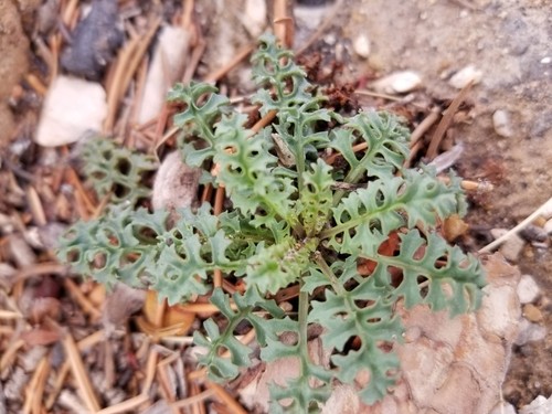 Packera multilobata - PictureThis