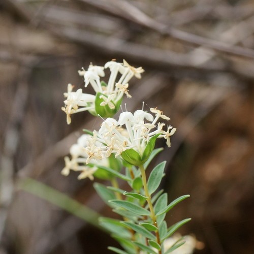 Common riceflower (Pimelea humilis) Flower, Leaf, Care, Uses - PictureThis