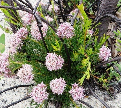 Serruria rubricaulis - PictureThis