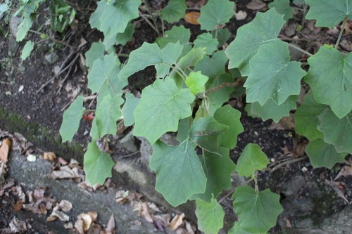 How to Plant and Grow Velvet groundsel(Roldana petasitis)