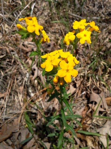 Carolina puccoon (Lithospermum caroliniense) Flower, Leaf, Care, Uses ...