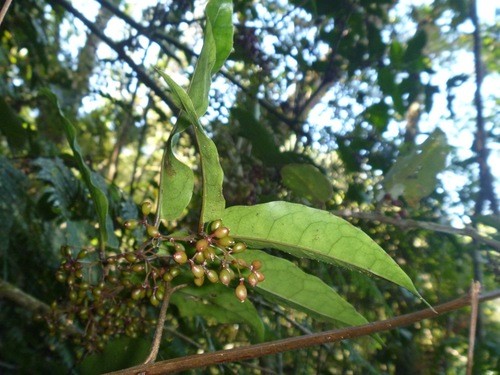 Amborella (Amborellaceae) Flower, Leaf, Care, Uses - PictureThis
