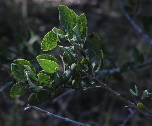 Garrya ovata - PictureThis