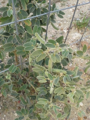 ️️ How to Prune Durango senna