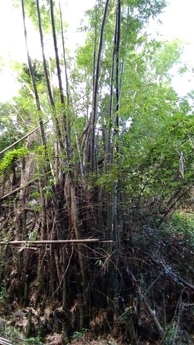 Spiny bamboo (Bambusa spinosa) Flower, Leaf, Care, Uses - PictureThis