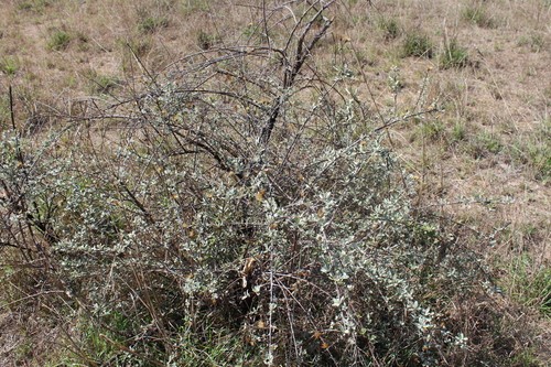 Dicoma Care (Watering, Fertilize, Pruning, Propagation) - PictureThis