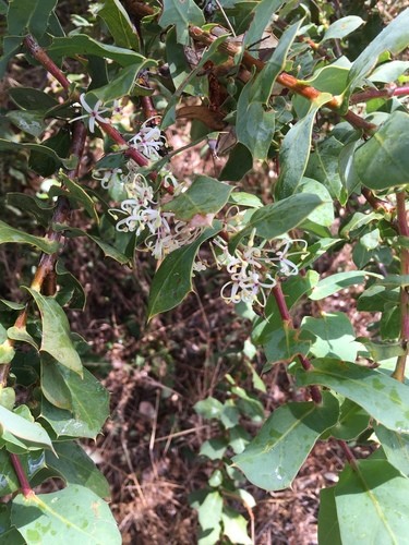 Hakea prostrata - PictureThis