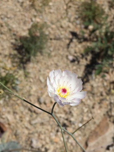 Parachute plant (Atrichoseris platyphylla) Flower, Leaf, Care, Uses ...