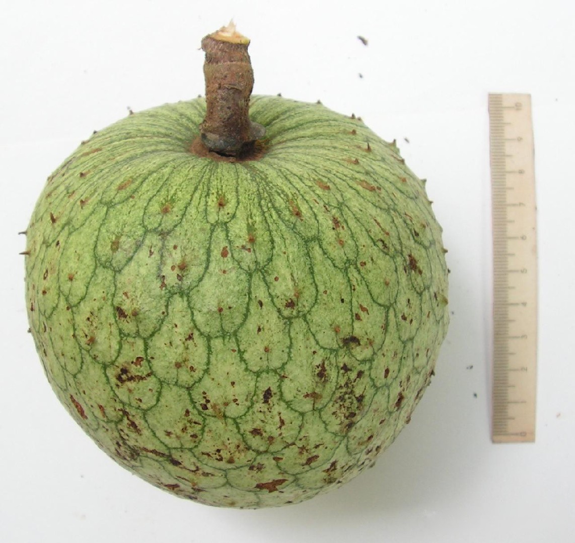 Mountain soursop (Annona montana) Flower, Leaf, Care, Uses - PictureThis