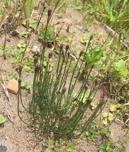 Prêles (Equisetum) - PictureThis
