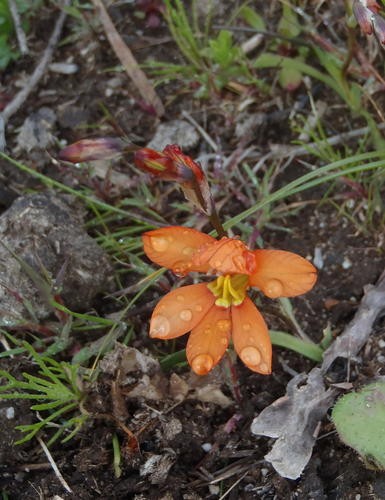 Tritonia - PictureThis