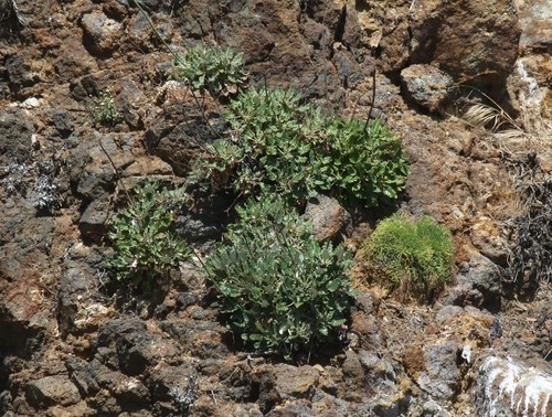Red-flowered buckwheat (Eriogonum grande) Flower, Leaf, Care, Uses ...