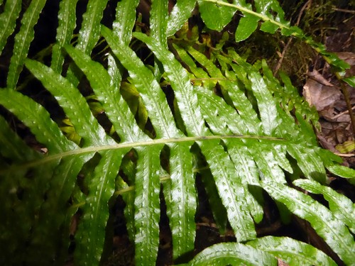 ️️ How to Prune Common rasp fern